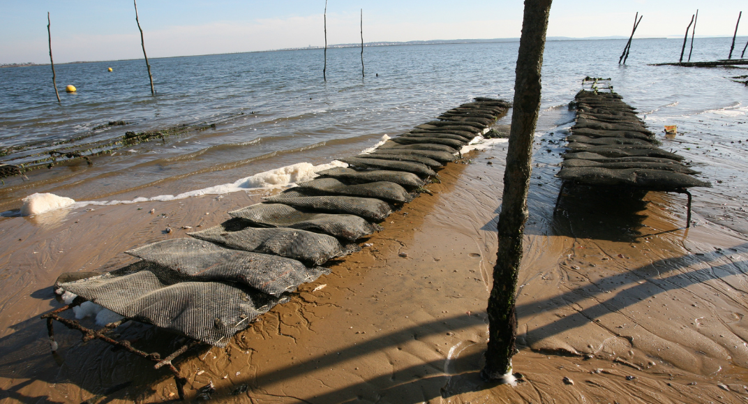 Huîtres de pleine mer : quand la nature devient rare – Kelbongoo